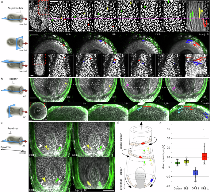 Mapping cell dynamics in human ex vivo hair follicles suggests pulling ...
