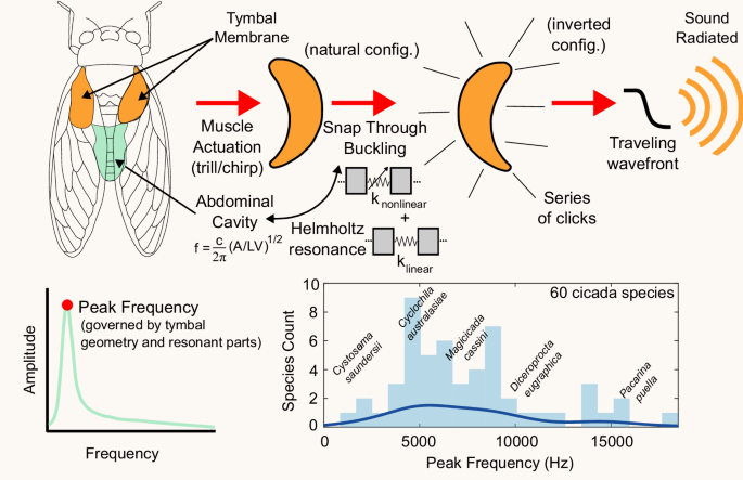 The tymbal of a cicada: nature’s sound-generating metastructure ...