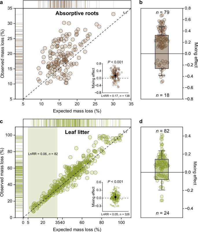 Root mixing effects on belowground decomposition depend on mycorrhizal ...