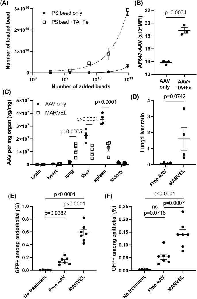 Multiscale red blood cell hitchhiking for targeted deep tissue gene ...
