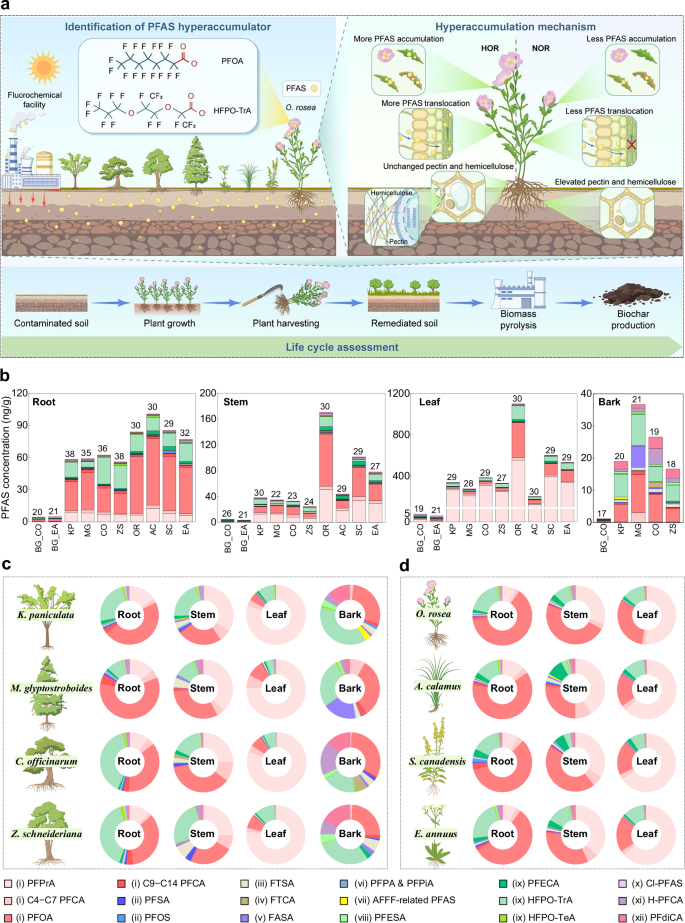 Identification of a PFAS hyperaccumulator and elucidation of its ...