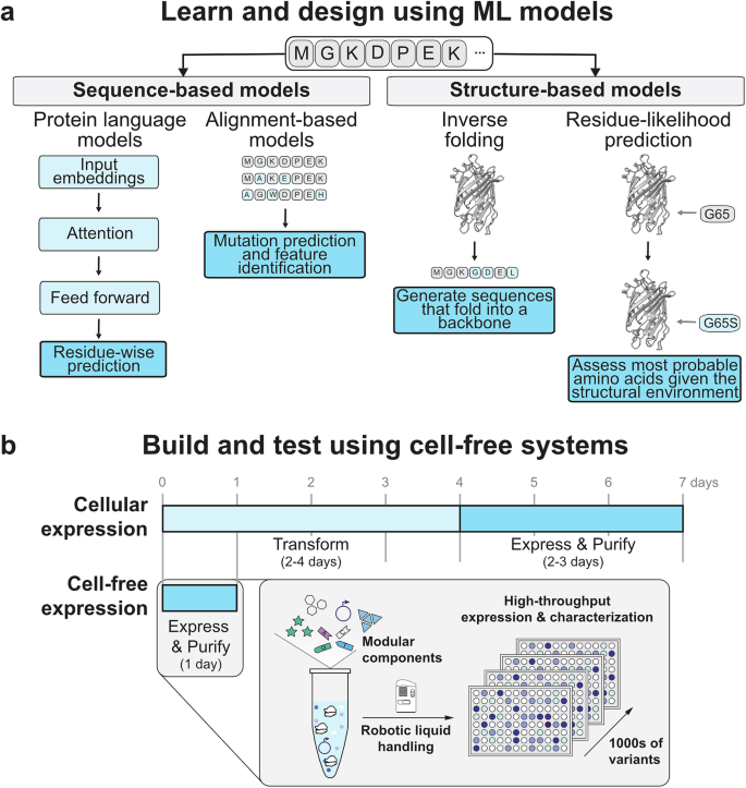 LDBT instead of DBTL: combining machine learning and rapid cell-free ...