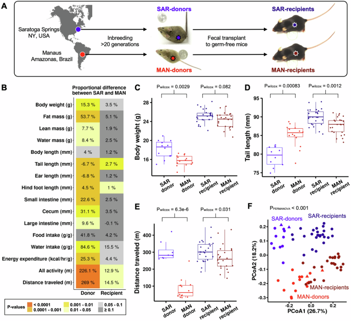 Selection and transmission of the gut microbiome alone can shift ...