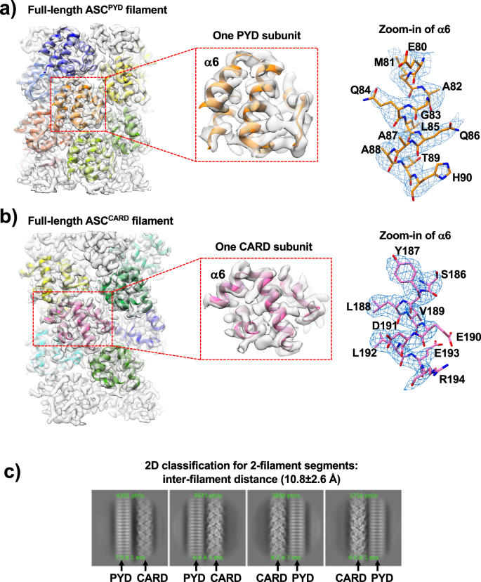 Atomic mechanisms of full-length ASC-mediated inflammasome assembly ...