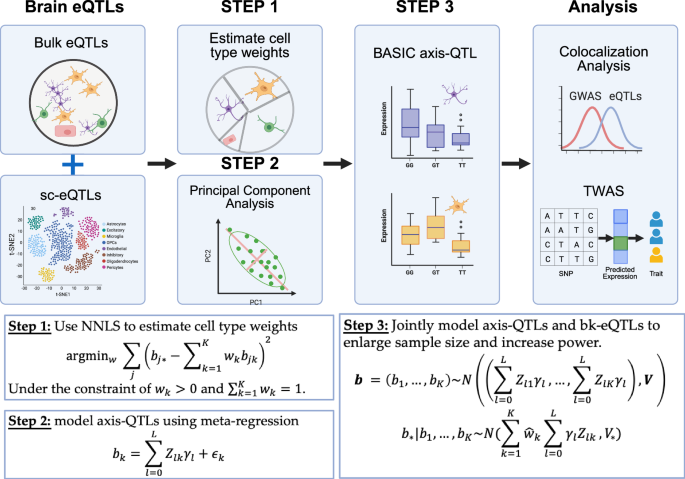 Integrating axis quantitative trait loci looks beyond cell types and ...