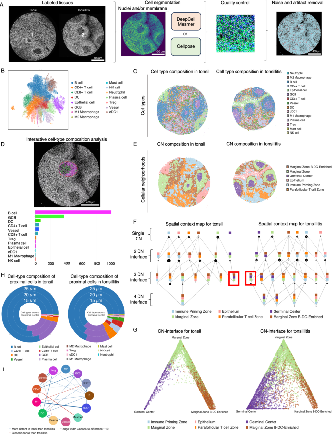 SPACEc: a streamlined, interactive Python workflow for multiplexed image processing and analysis ...