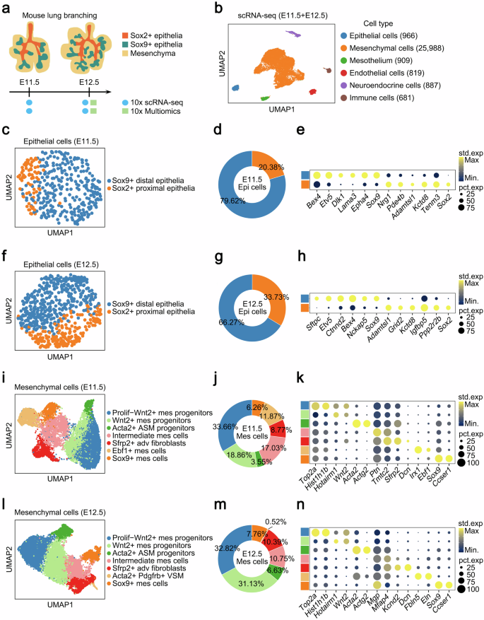 Single-cell multiomics analysis reveals CTCF as a key regulator of lung ...