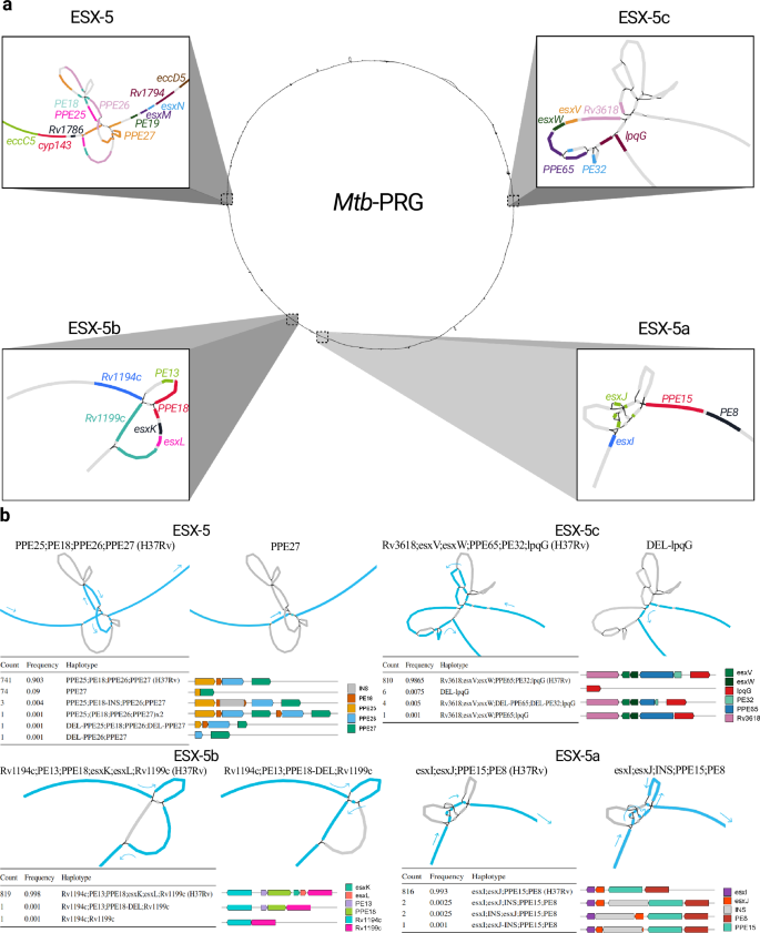 Genome graphs reveal the importance of structural variation in ...