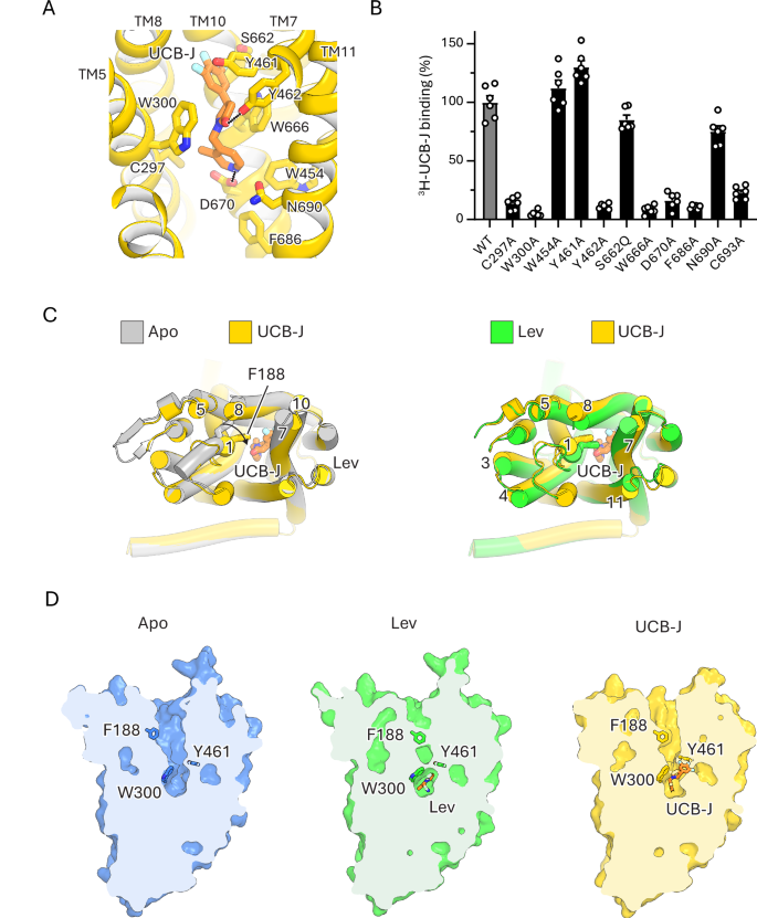 Structural pharmacology of SV2A reveals an allosteric modulation ...