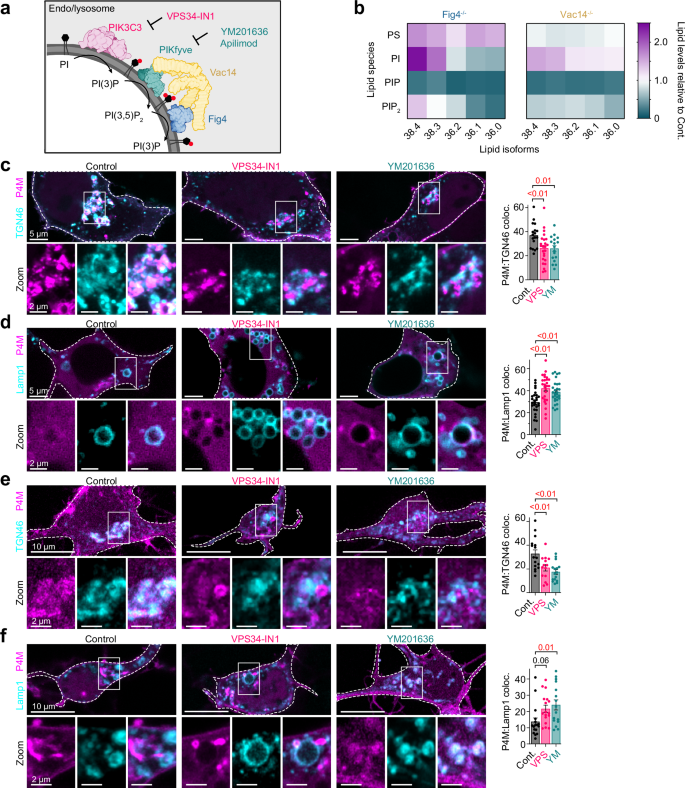 Disruption of the PIKfyve complex unveils an adaptive mechanism to ...