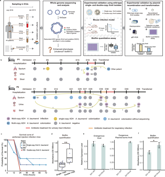 Deciphering gene redundancy in prokaryotic genomes provides ...