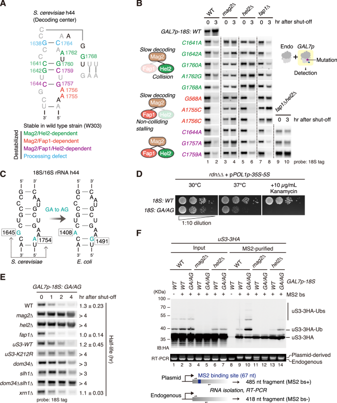 Collision-induced ribosome degradation driven by ribosome competition ...