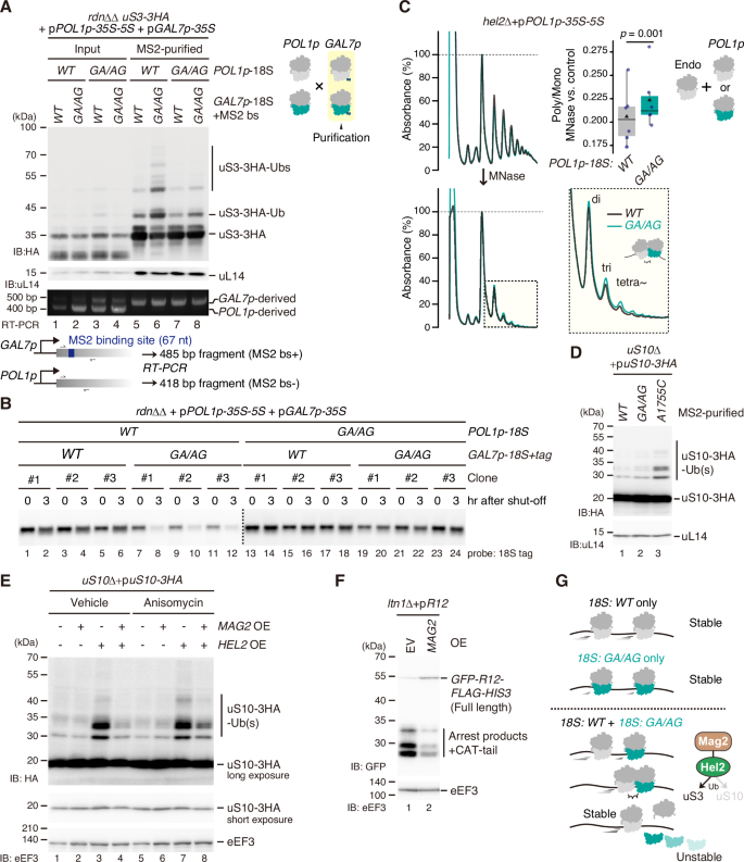 Collision-induced ribosome degradation driven by ribosome competition ...