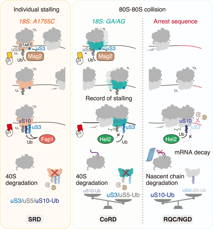 Collision-induced ribosome degradation driven by ribosome competition ...