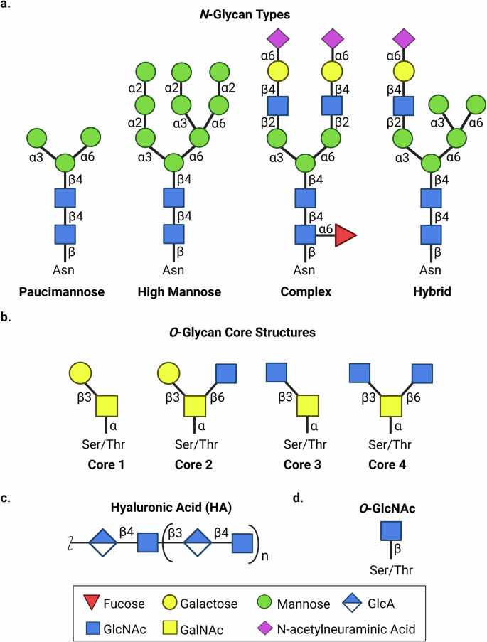Endothelial glycosylation and its emerging role in pulmonary vascular ...
