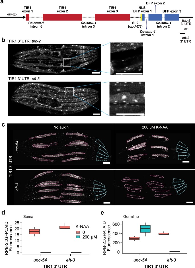 Engineering the auxin-inducible degron system for tunable in vivo ...