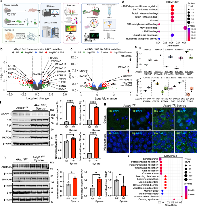 Bipolar and schizophrenia risk gene AKAP11 encodes an autophagy ...