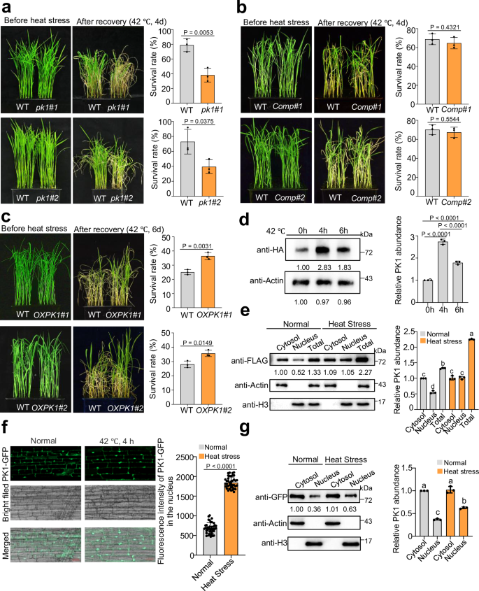 Reciprocal control of metabolic and chromatin regulators improves rice ...