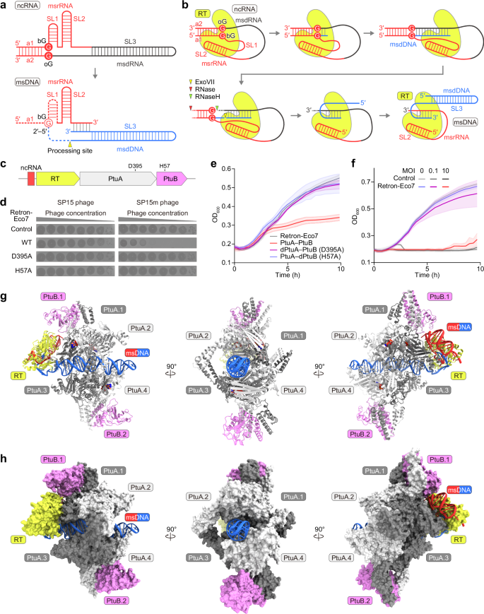 Structural mechanism of the Retron-Eco7 anti-phage defense system ...