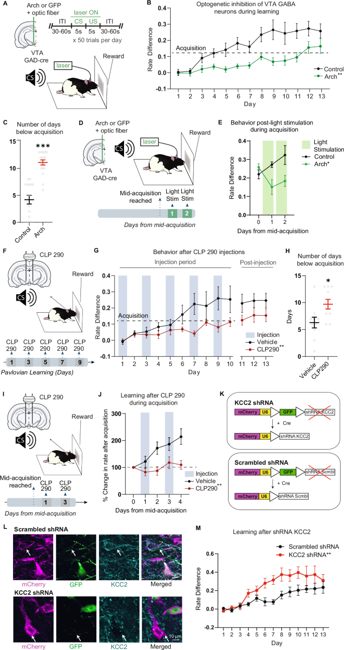Dynamic changes in chloride homeostasis coordinate midbrain inhibitory ...