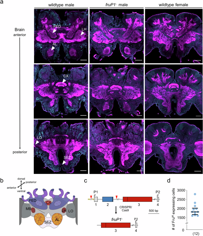 The fru gene specifies male cooperative behaviors in honeybee colonies ...