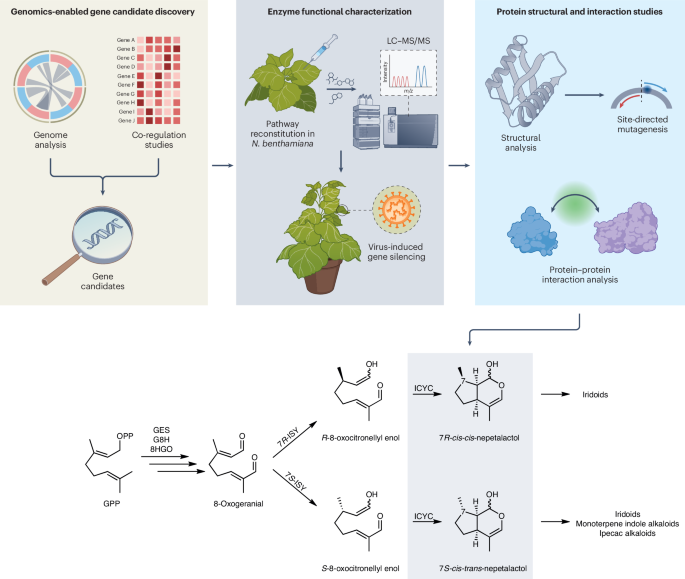 The missing link in the iridoid puzzle | Nature Plants