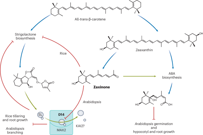 Zaxinone as a strigolactone antagonist | Nature Plants