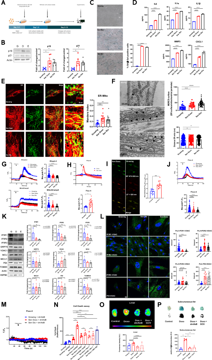 Calcium (Ca2+) fluxes at mitochondria-ER contact sites (MERCS) are a ...