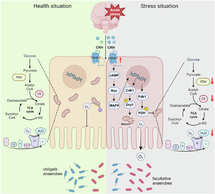 Stress triggers gut dysbiosis via CRH-CRHR1-mitochondria pathway | npj ...