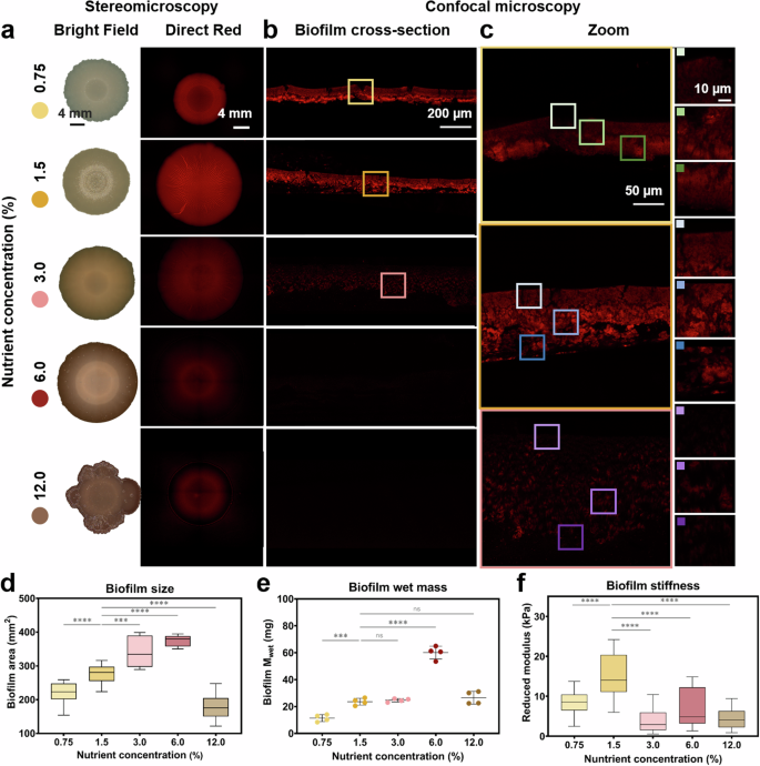 Nutrient availability influences E. coli biofilm properties and the ...