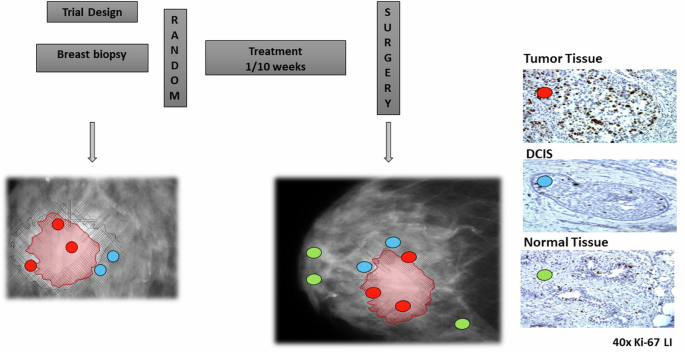 Window-of-opportunity trials to screen effective agents and optimize ...