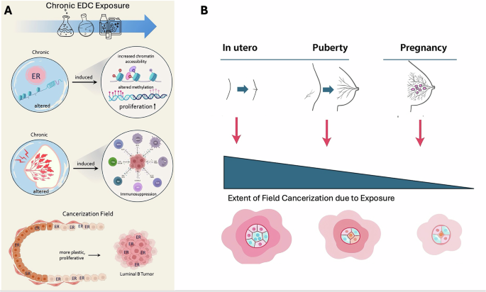 Field cancerization, accelerated aging, and immunosuppression: the ...