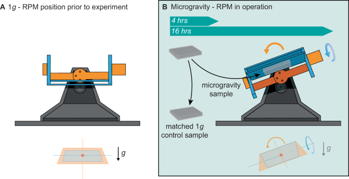 The mechanosensitive channel ELKIN1 regulates cellular adaptations to ...