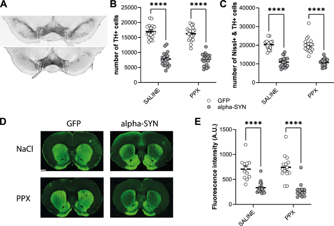 Alpha-synuclein-induced nigrostriatal degeneration and pramipexole treatment disrupt ...