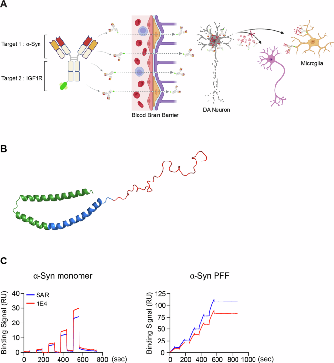 A brain-shuttled antibody targeting alpha synuclein aggregates for the ...