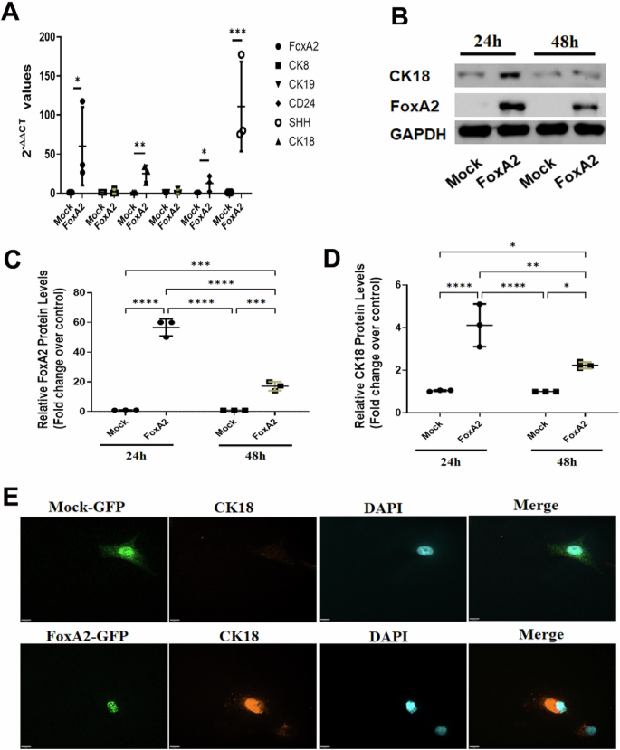 Reversion of passaged nucleus pulposus cells to notochordal-type cells ...