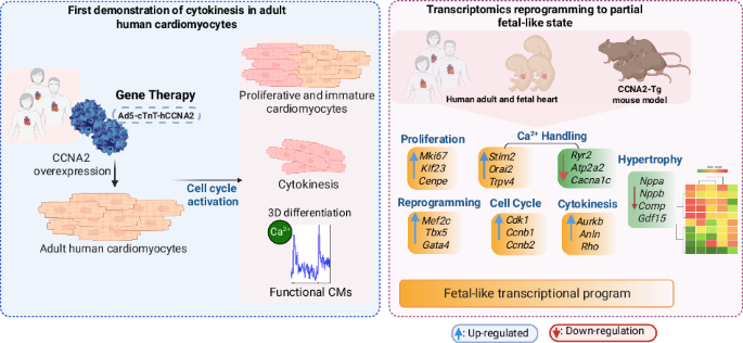 Cyclin A2 induces cytokinesis in human adult cardiomyocytes and drives ...