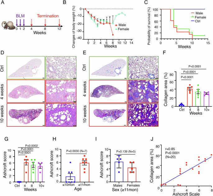 Ferret model of bleomycin-induced lung injury shares features of human ...