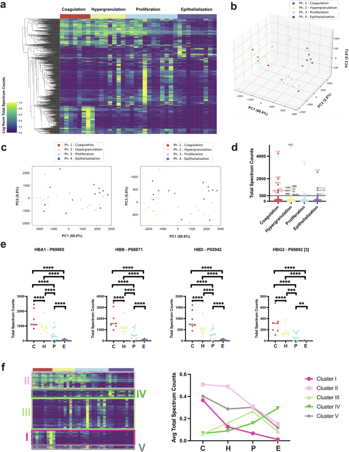 Human fingertip regeneration follows clinical phases with distinct ...