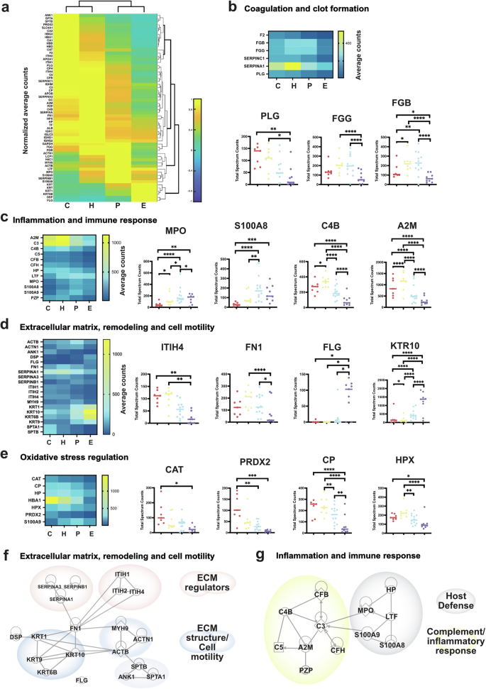 Human fingertip regeneration follows clinical phases with distinct ...