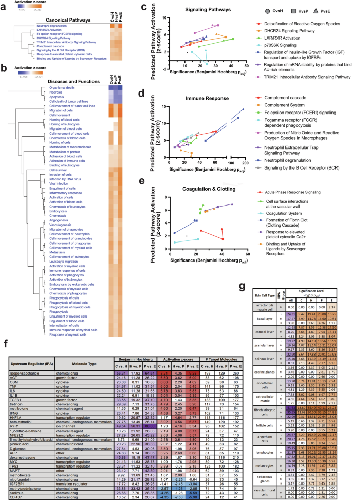 Human fingertip regeneration follows clinical phases with distinct ...