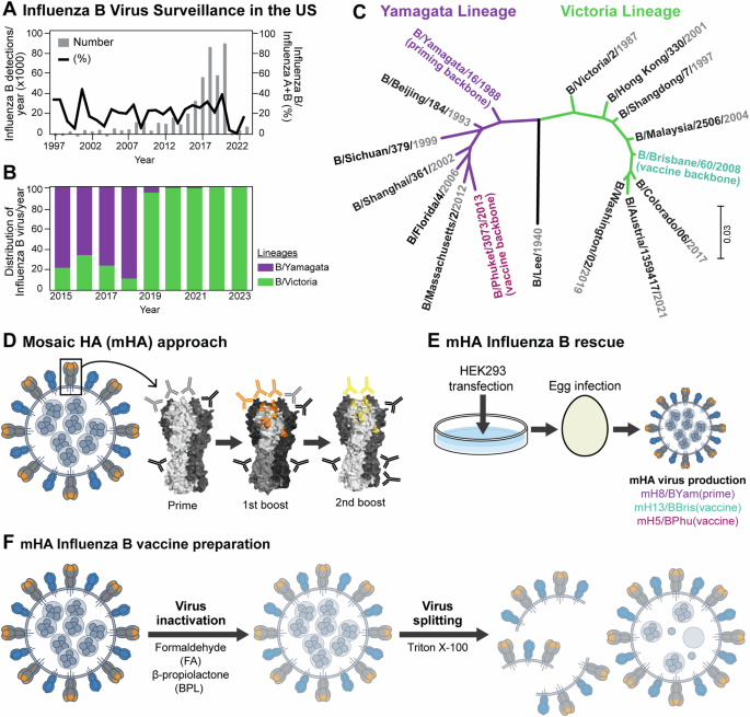Preclinical evaluation of a universal inactivated influenza B vaccine based on the mosaic ...