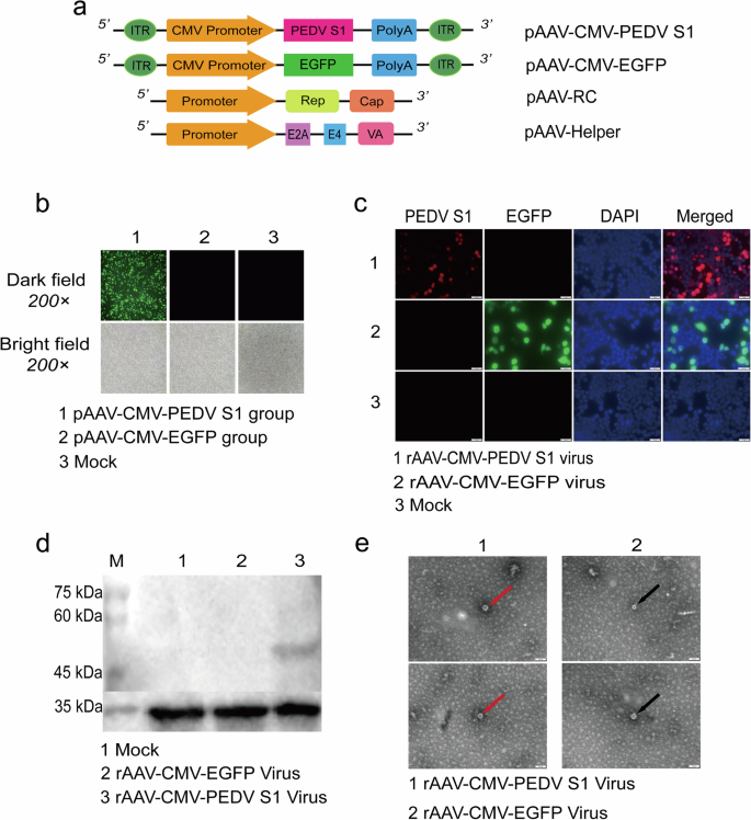 Recombinant AAV vaccine expressing PEDV S1 enhances immunity with ...
