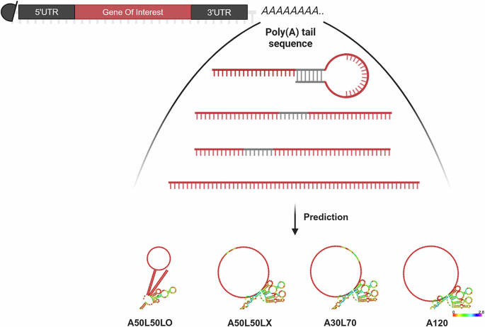 Loop structure in poly(A) tail of mRNA vaccine enhances antigen translation efficiency and mRNA ...