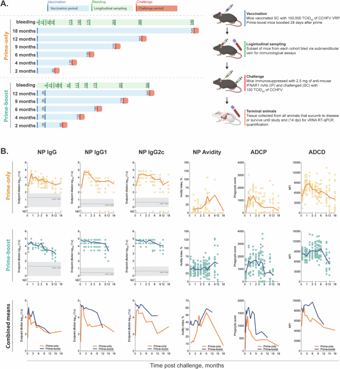 Durable humoral immunity and long-term protection induced by a Crimean ...