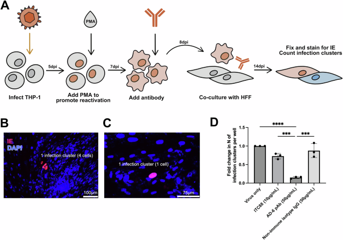 Cross-herpesvirus immunity of the cytomegalovirus gB/MF59 vaccine ...