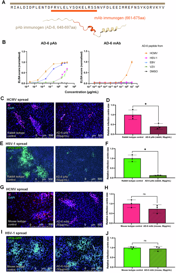 Cross-herpesvirus immunity of the cytomegalovirus gB/MF59 vaccine ...