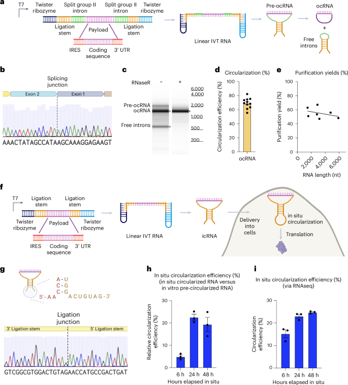 Robust genome and cell engineering via in vitro and in situ ...