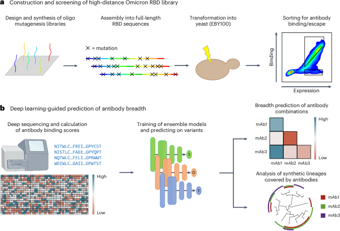 Deep mutational learning for the selection of therapeutic antibodies resistant to the evolution ...