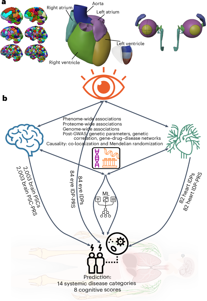 Brain–heart–eye axis revealed by multi-organ imaging genetics and ...